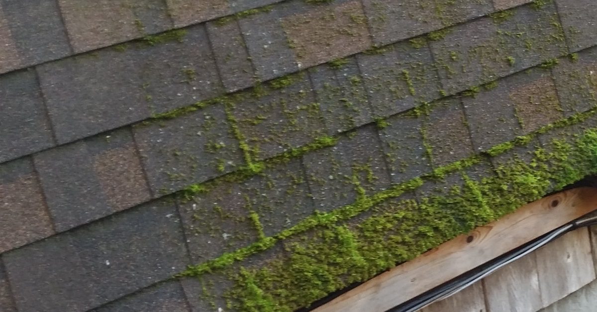 How to Remove Algae/Mold from the Roof? - Titan Construction